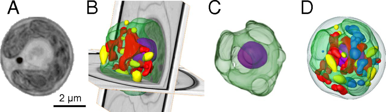 Soft X-ray Tomography - BER Structural Biology and Imaging Resources ...