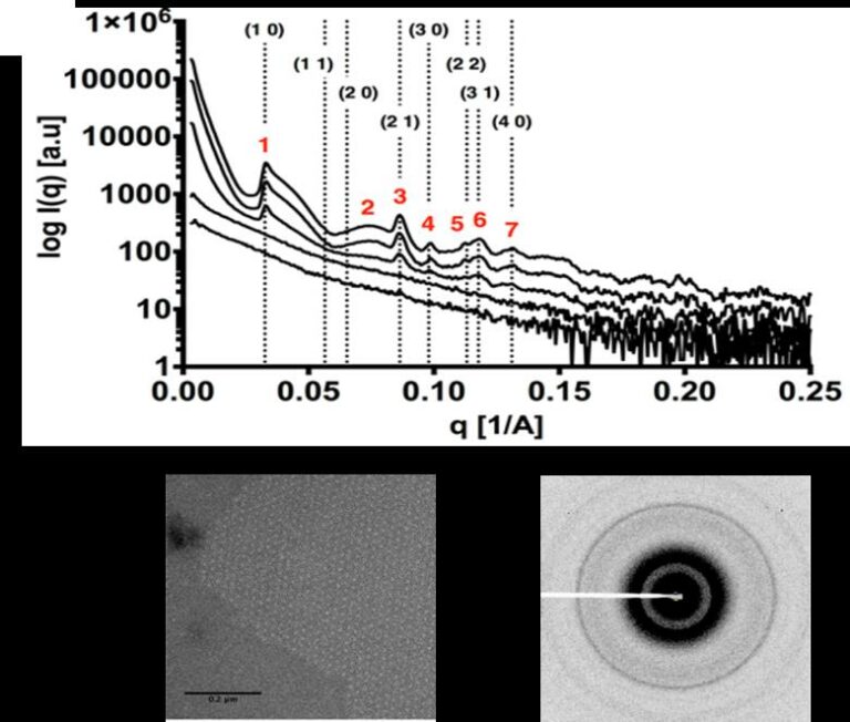 Probing S-layer Protein Structural Dynamics with SAXS - BER Structural ...